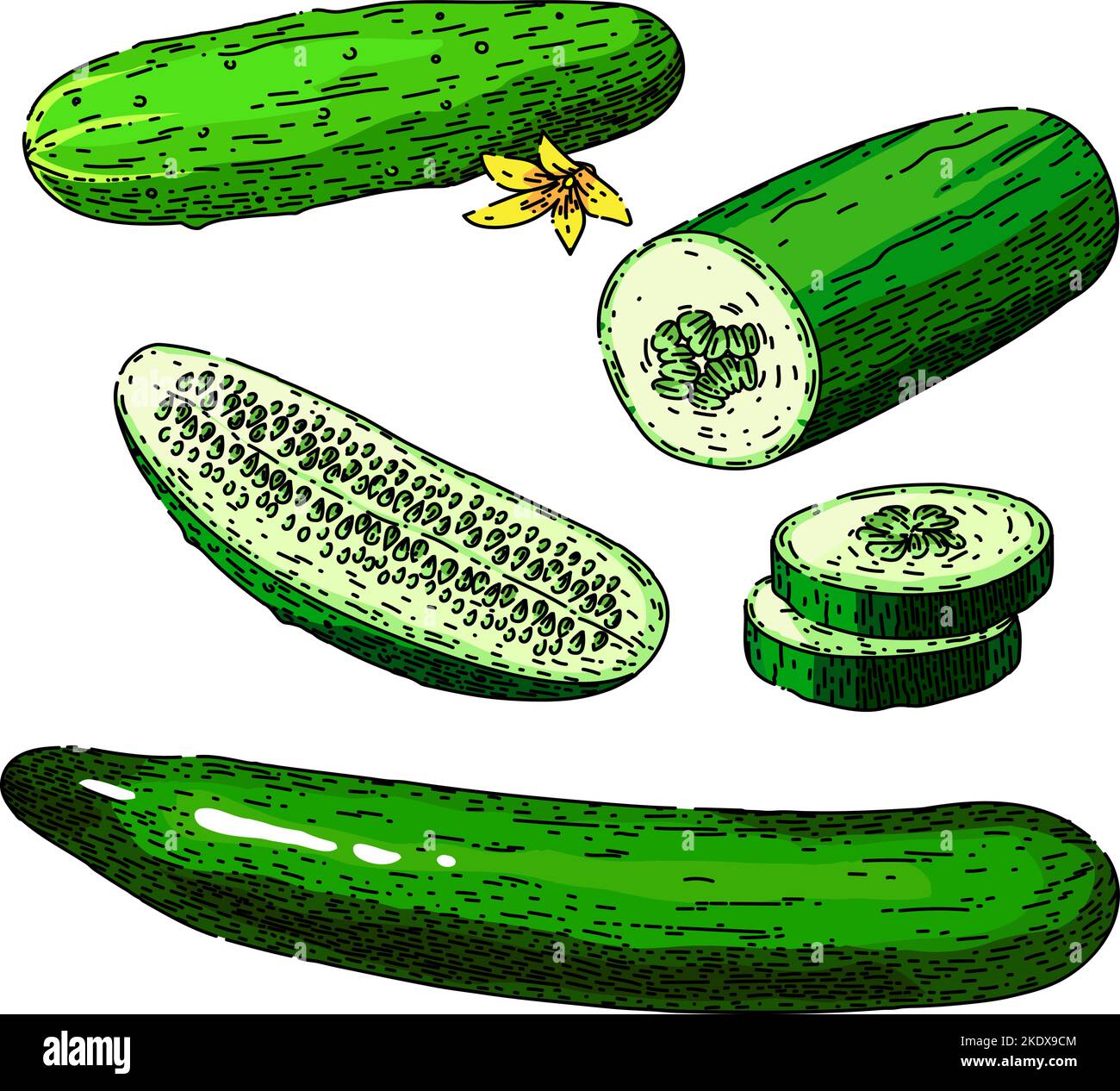 Cultivation cucumber garden fresh Stock Vector Images - Alamy