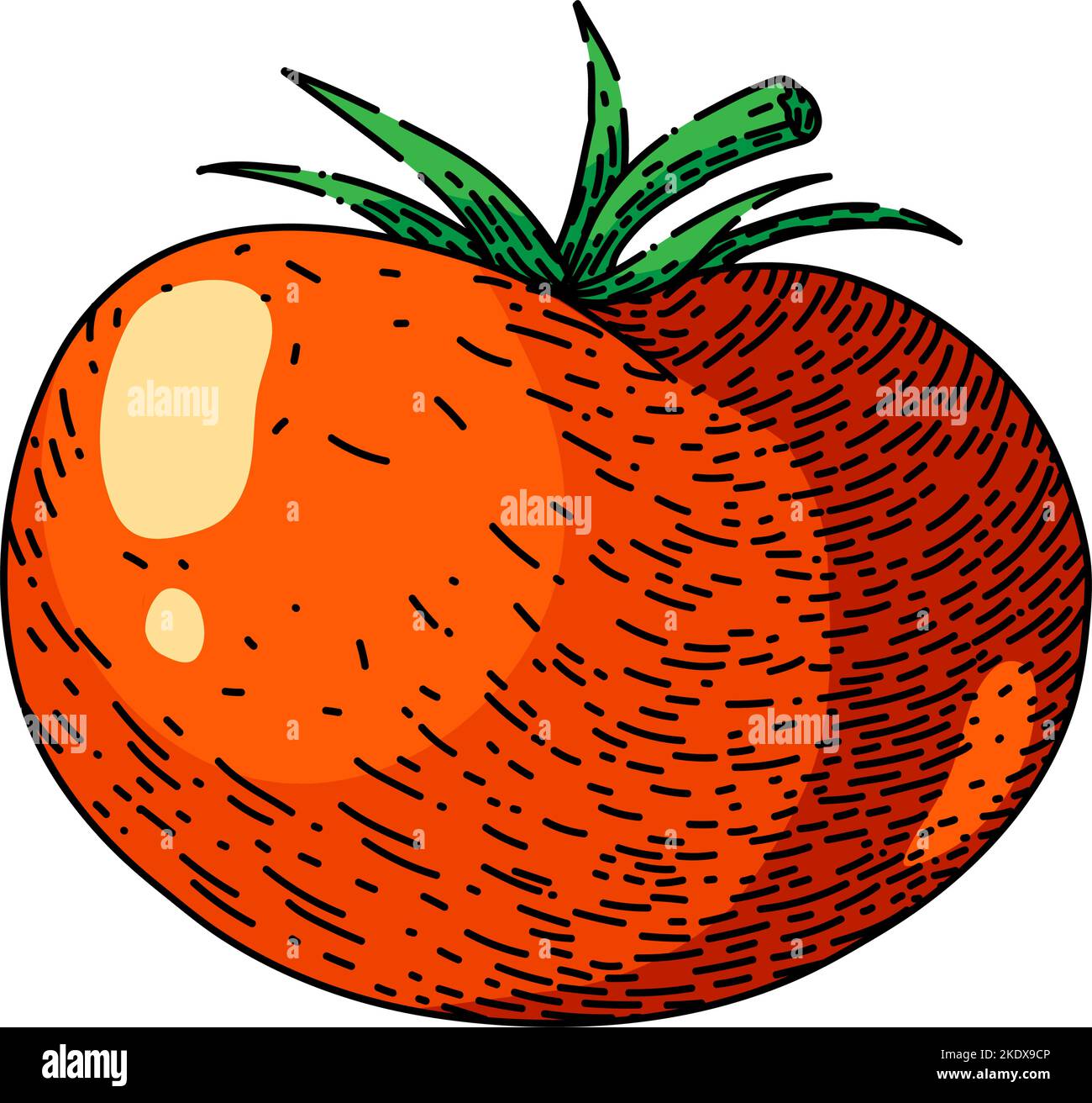 tomato vegetable sketch hand drawn vector Stock Vector Image & Art - Alamy