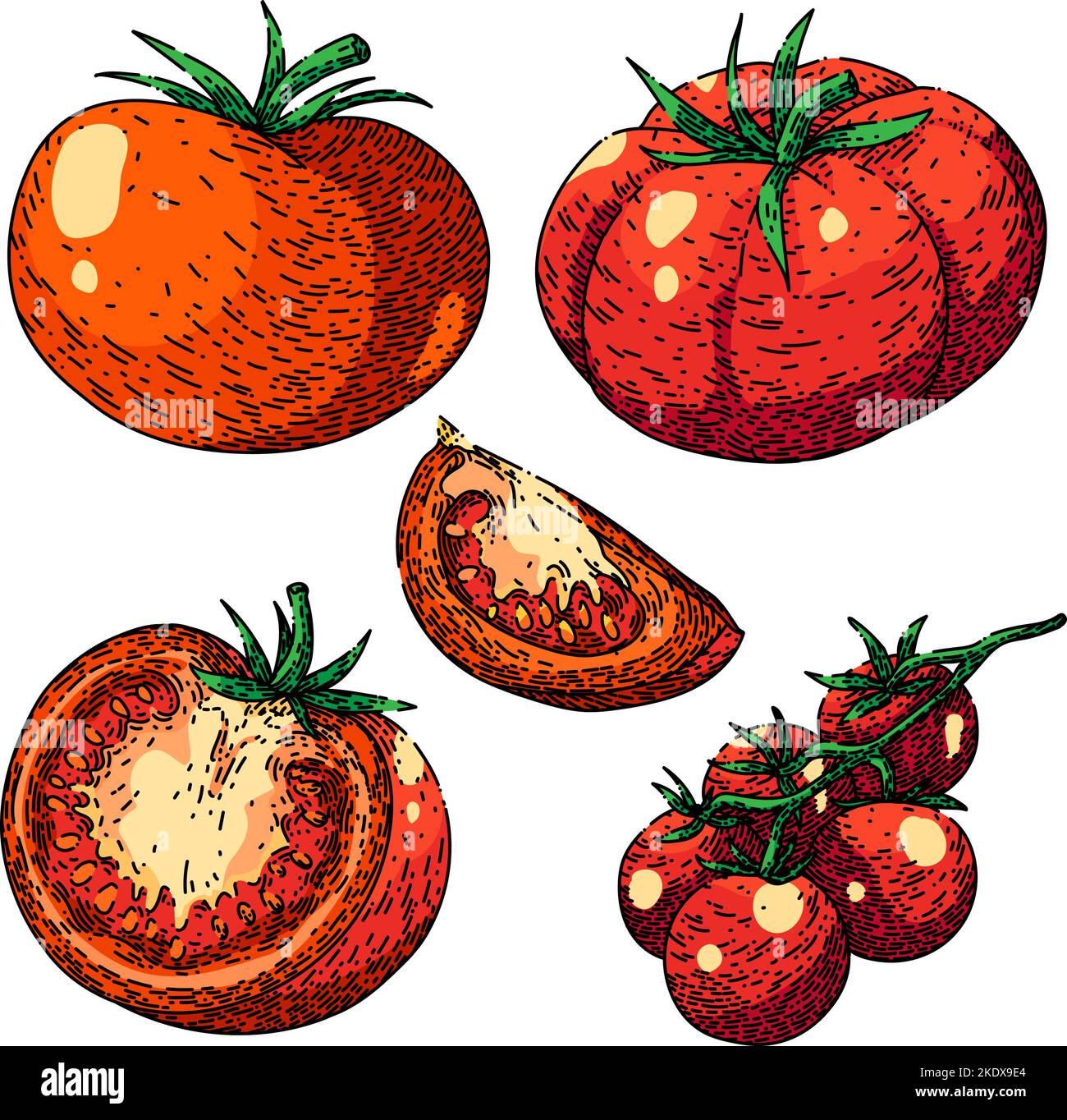 tomato red set sketch hand drawn vector Stock Vector Image & Art - Alamy