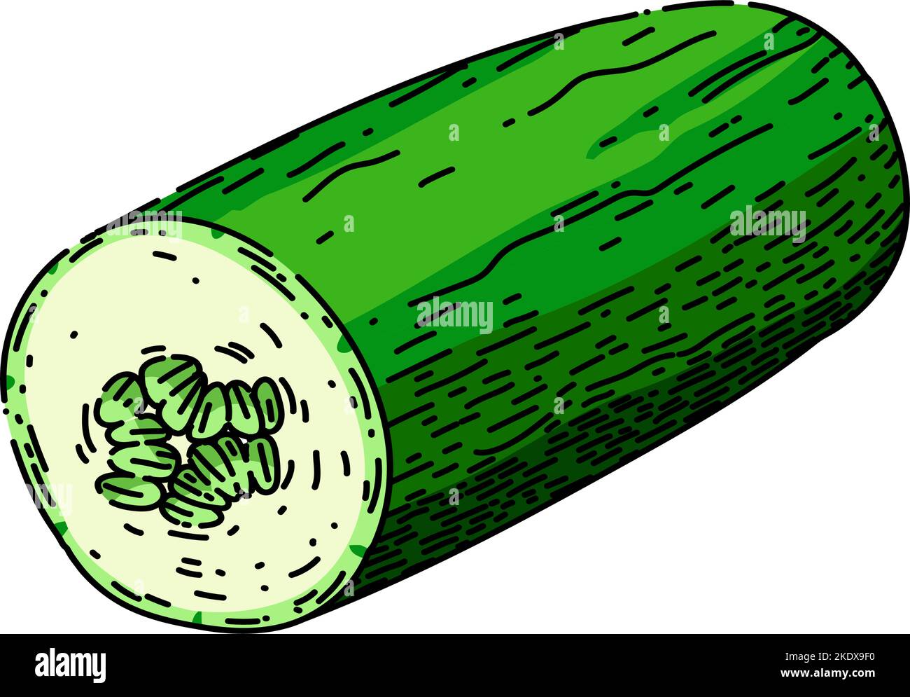 cucumber cut sketch hand drawn vector Stock Vector Image & Art - Alamy