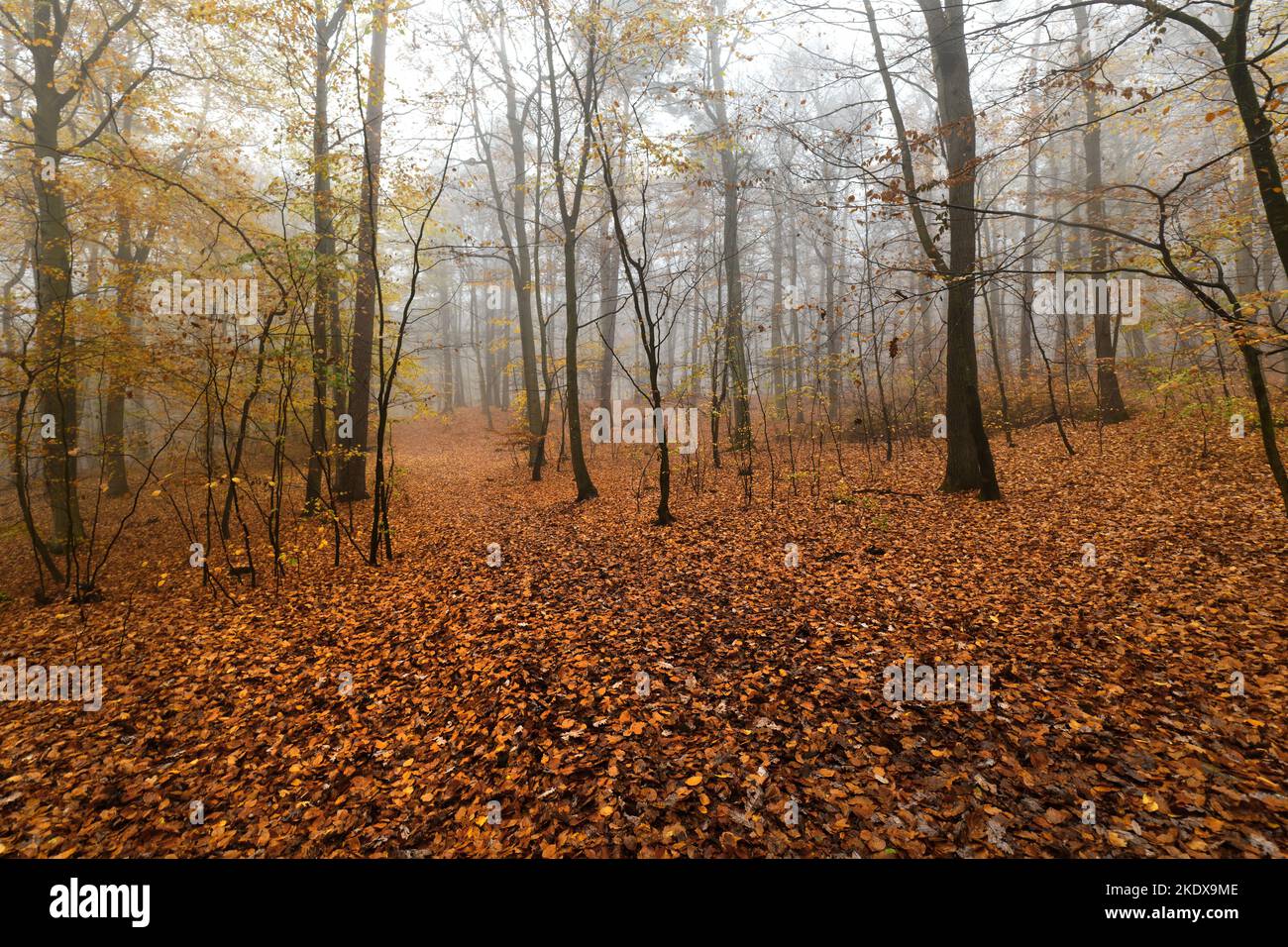 Autumn natural beech forest. Autumn in the forest has its charm Stock ...