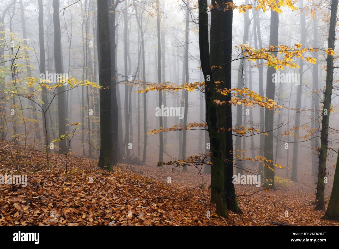 Autumn natural beech forest. Autumn in the forest has its charm Stock ...