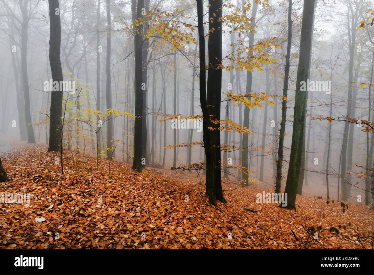 Autumn natural beech forest. Autumn in the forest has its charm Stock ...