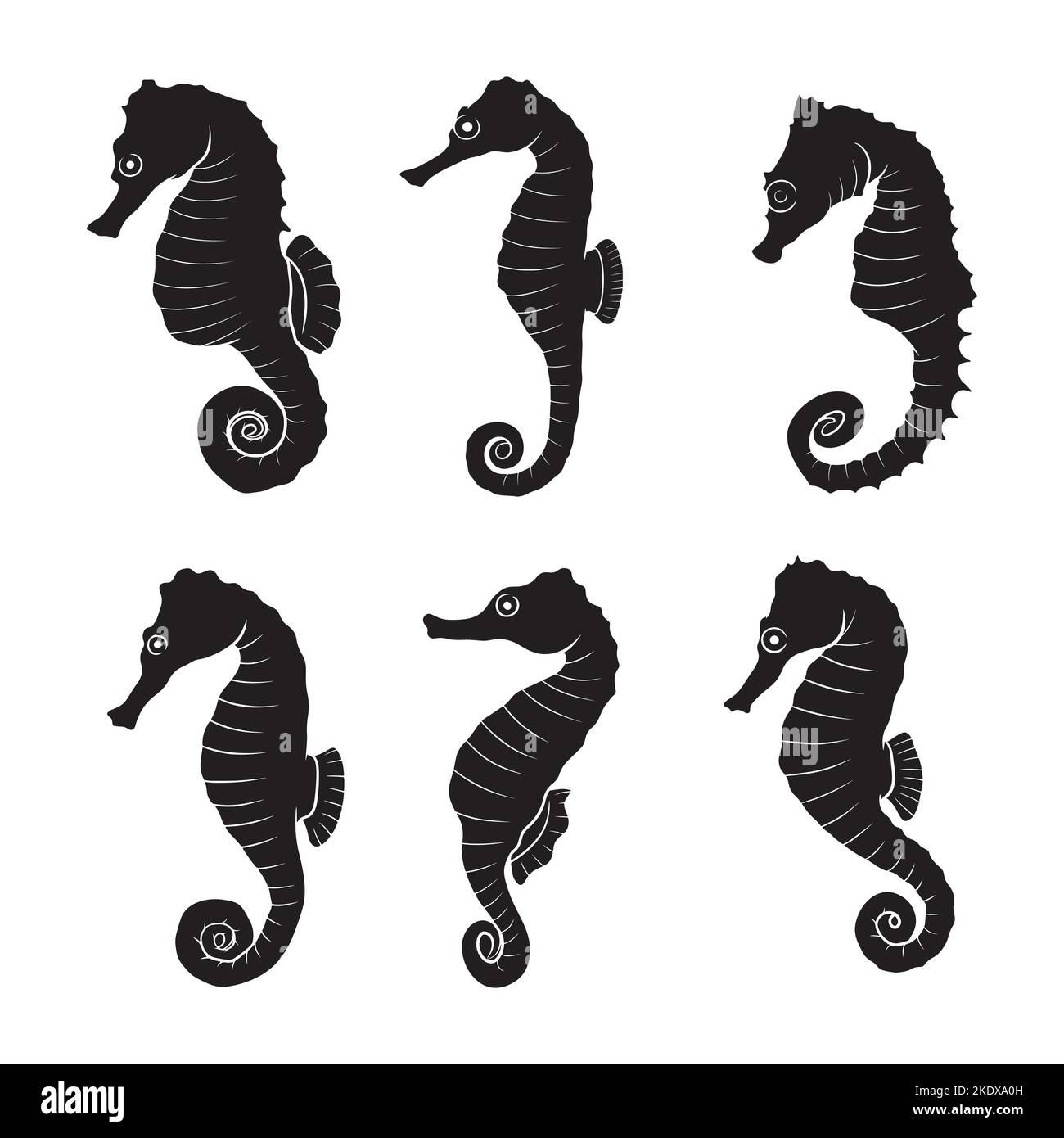 Seahorse swimming underwater Black and White Stock Photos & Images - Alamy