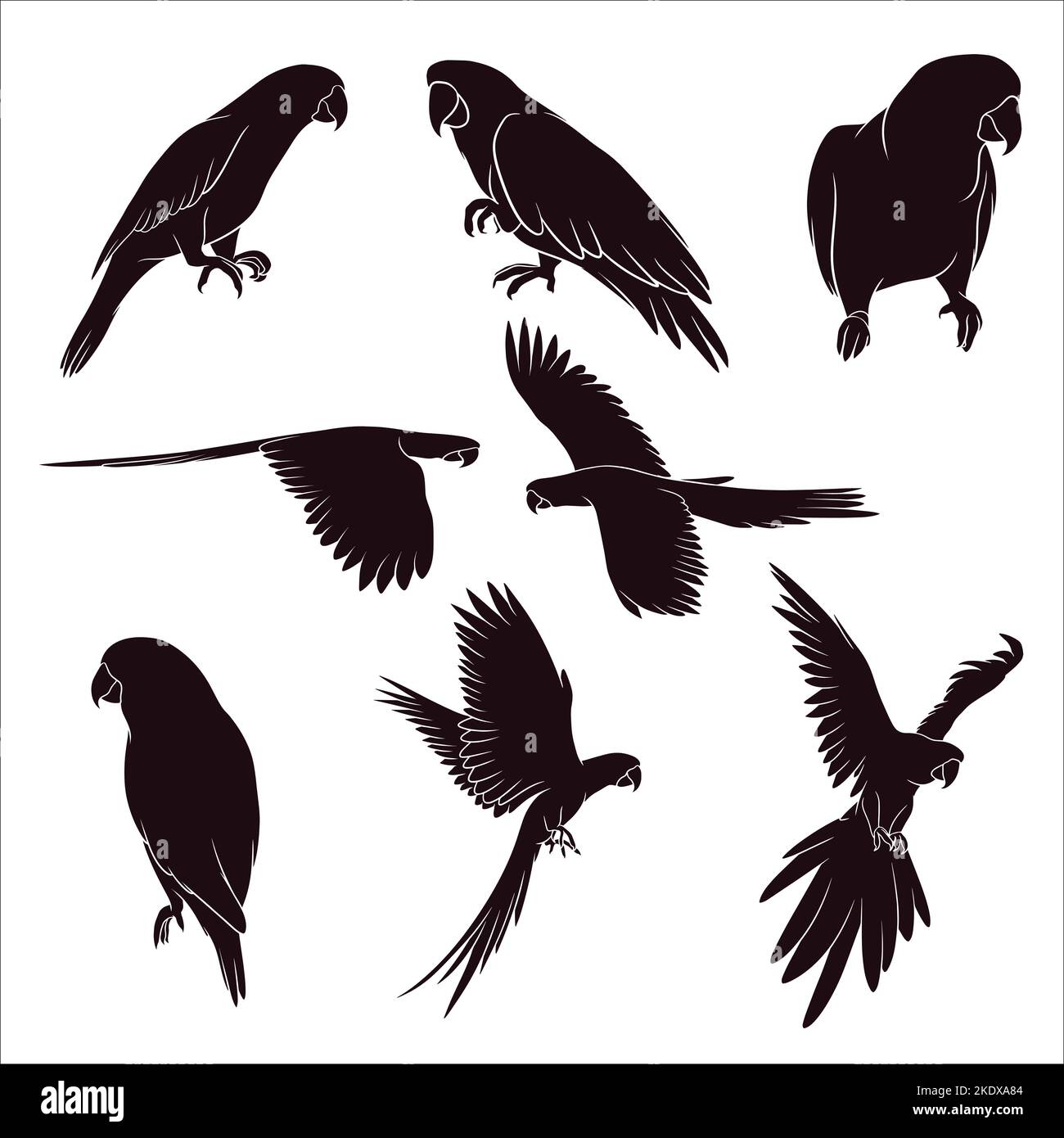 Hand drawn silhouette of parrots Stock Vector Image & Art - Alamy