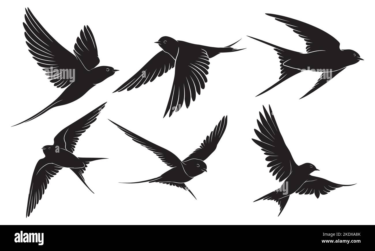 Freedom fly hand drawn Black and White Stock Photos & Images - Alamy