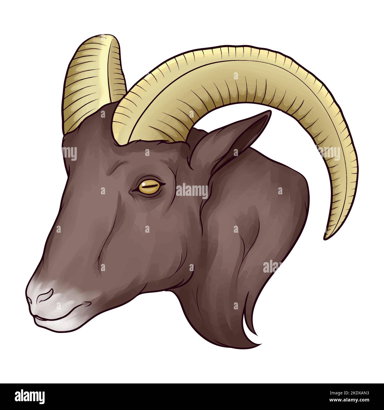 hand drawn goat head Stock Vector Image & Art - Alamy