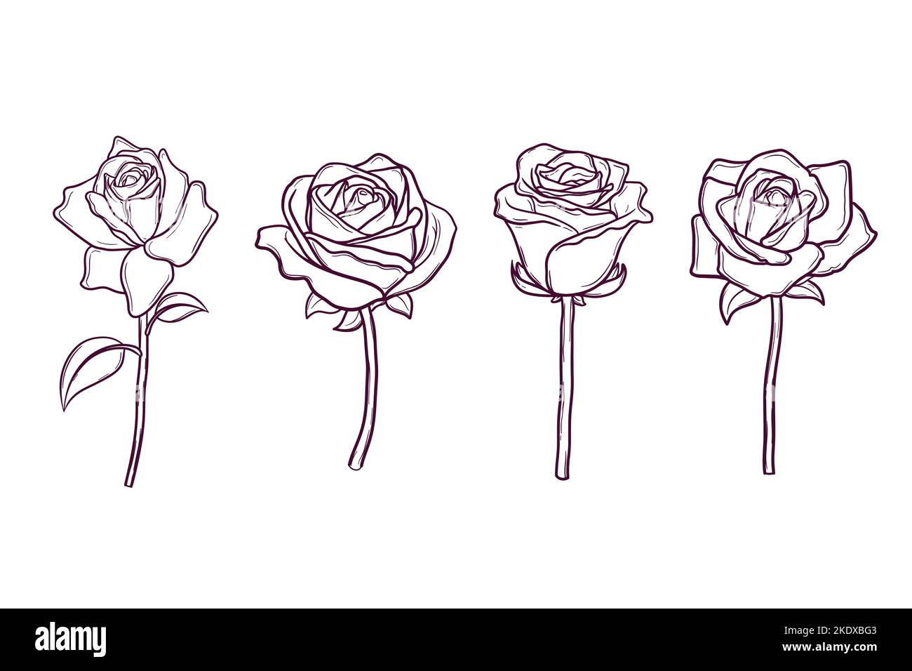 Hand drawn rose Cut Out Stock Images & Pictures - Alamy