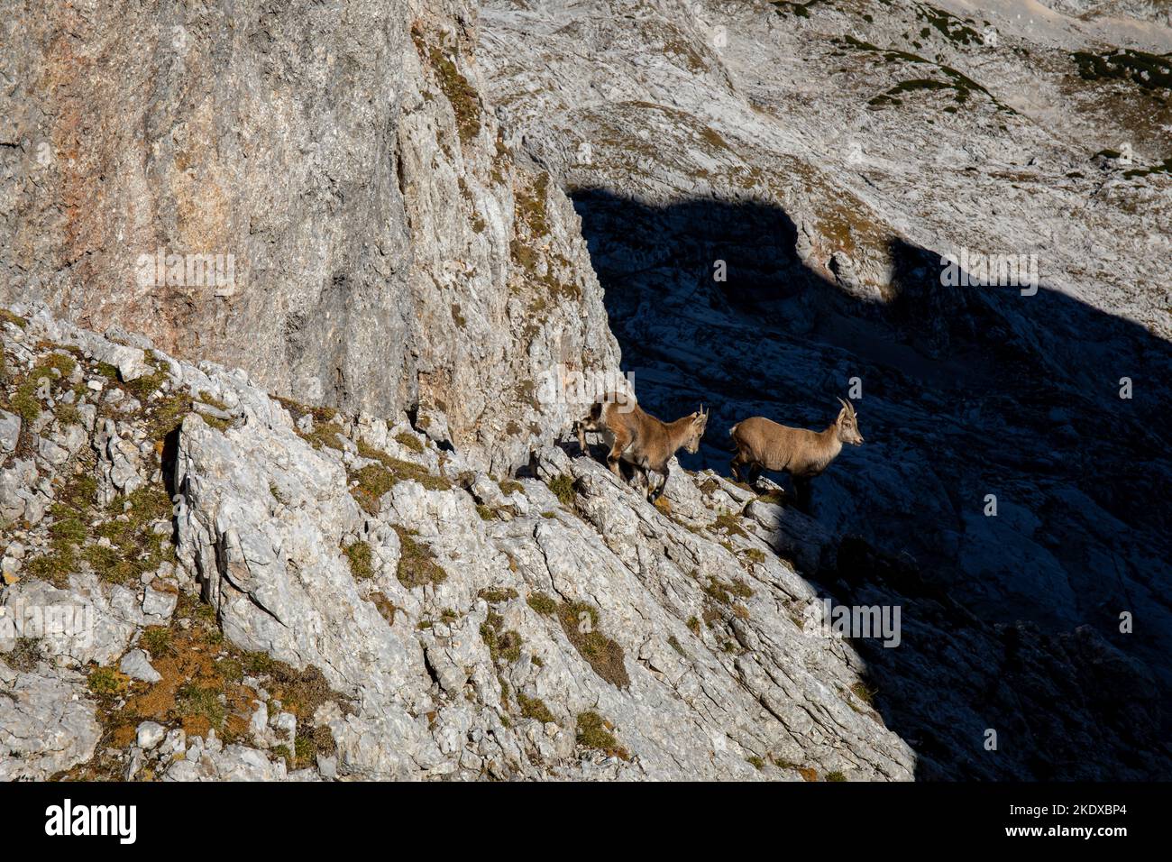 Alpine ibex picture taken in Julian alps, Slovenia Stock Photo - Alamy