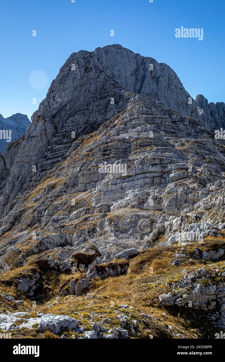 Alpine ibex picture taken in Julian alps, Slovenia Stock Photo - Alamy