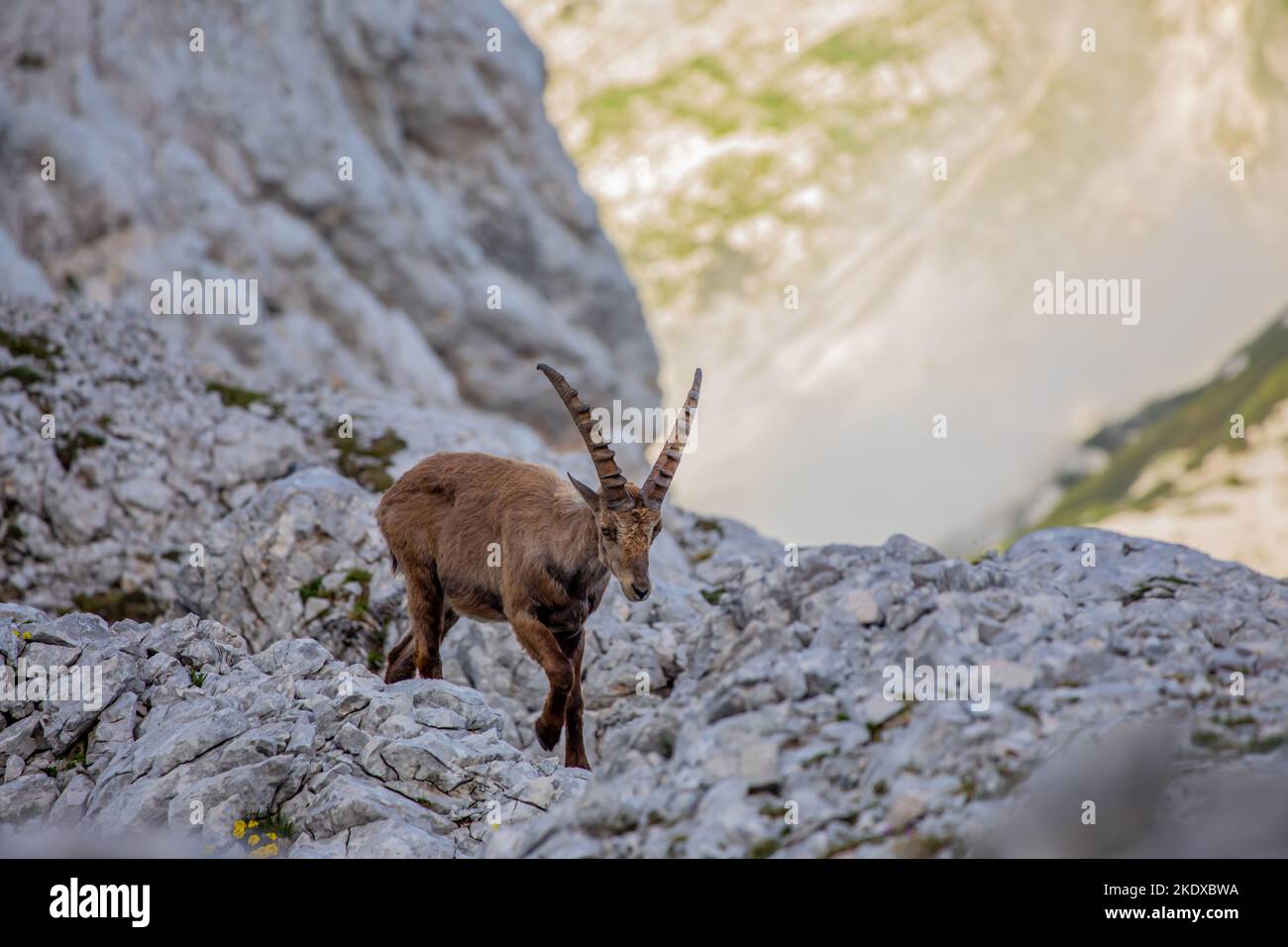 Alpine ibex picture taken in Julian alps, Slovenia Stock Photo - Alamy
