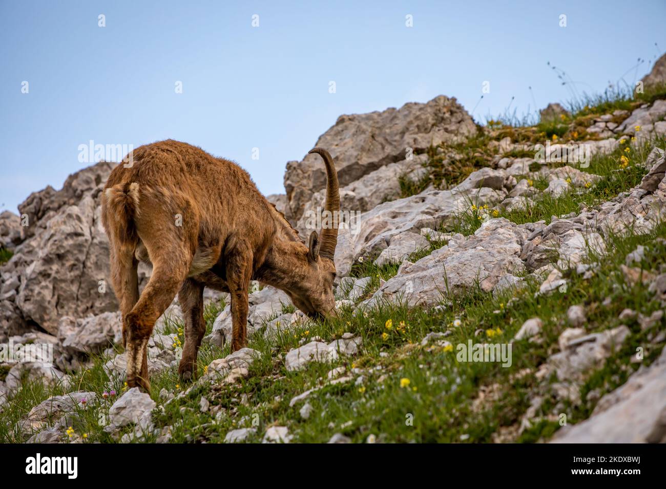 Alpine ibex picture taken in Julian alps, Slovenia Stock Photo - Alamy