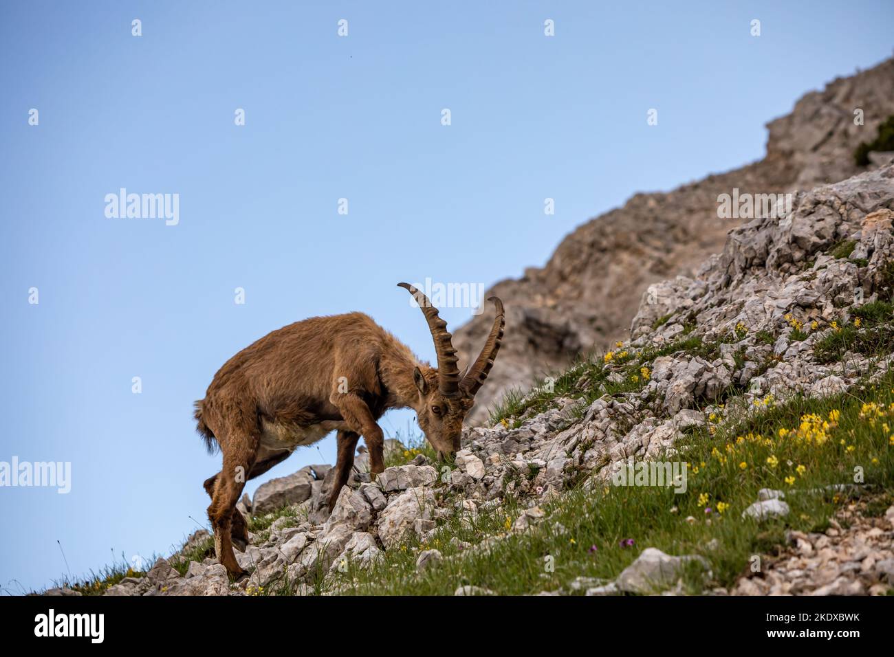 Alpine ibex picture taken in Julian alps, Slovenia Stock Photo - Alamy