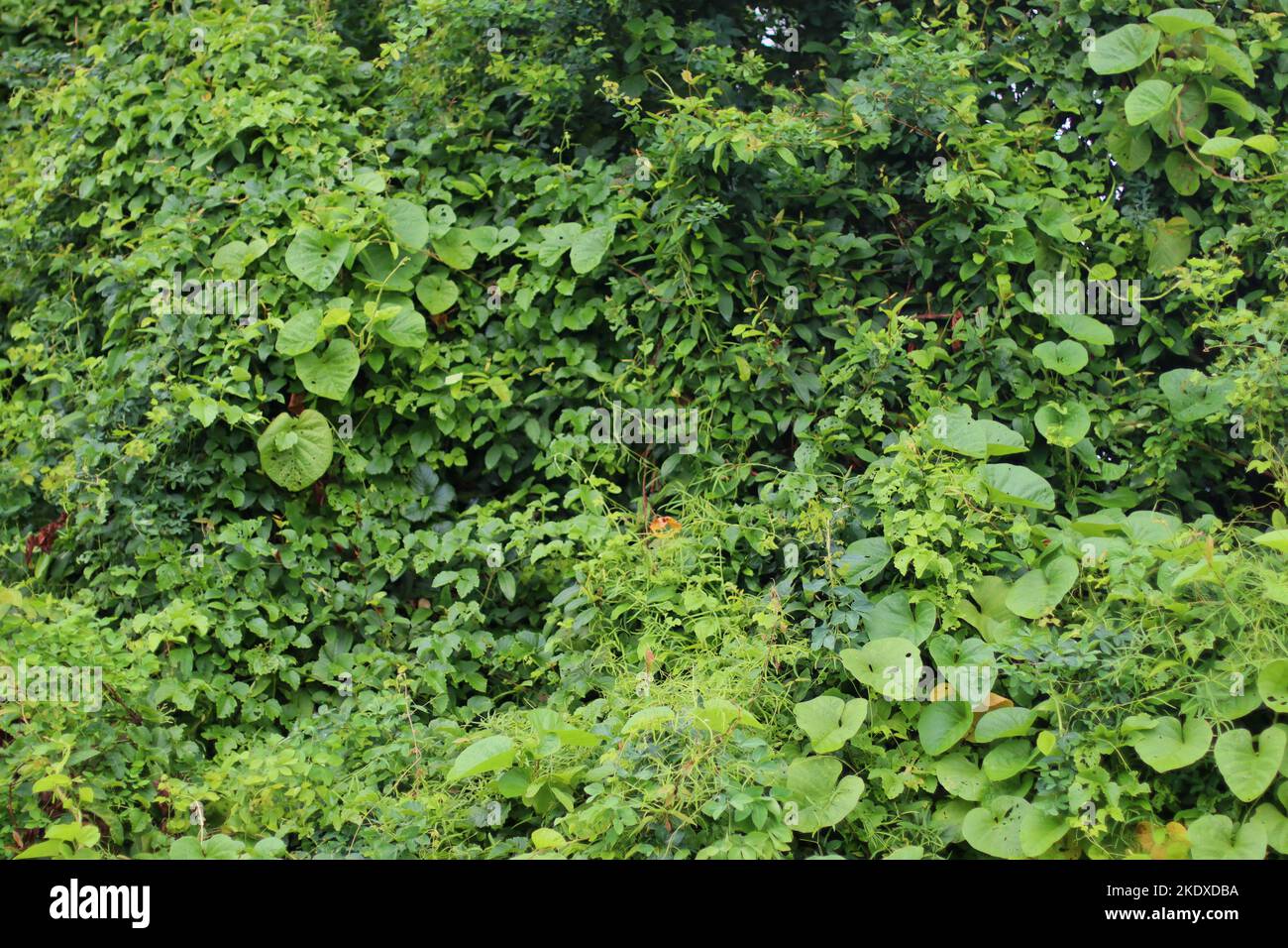 green plant ,green shrub background Stock Photo - Alamy