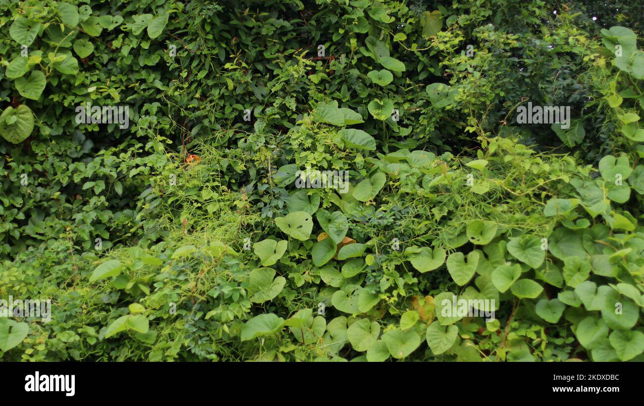 green plant ,green shrub background Stock Photo - Alamy