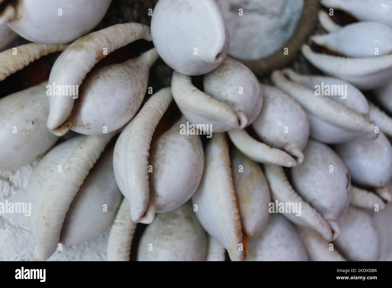 line up shell background Stock Photo - Alamy