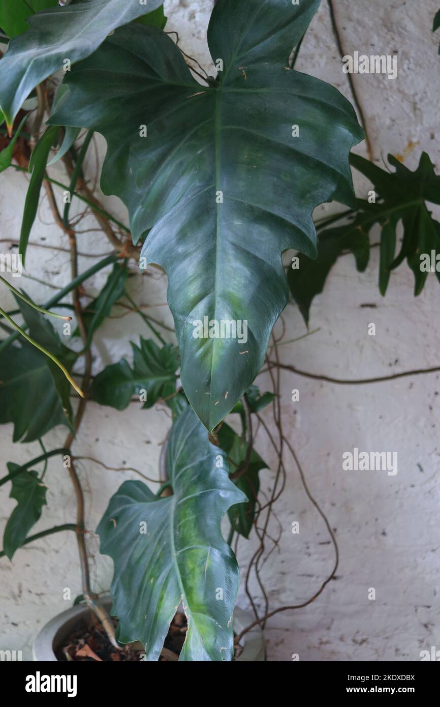 Leaf corner wallpaper hi-res stock photography and images - Alamy