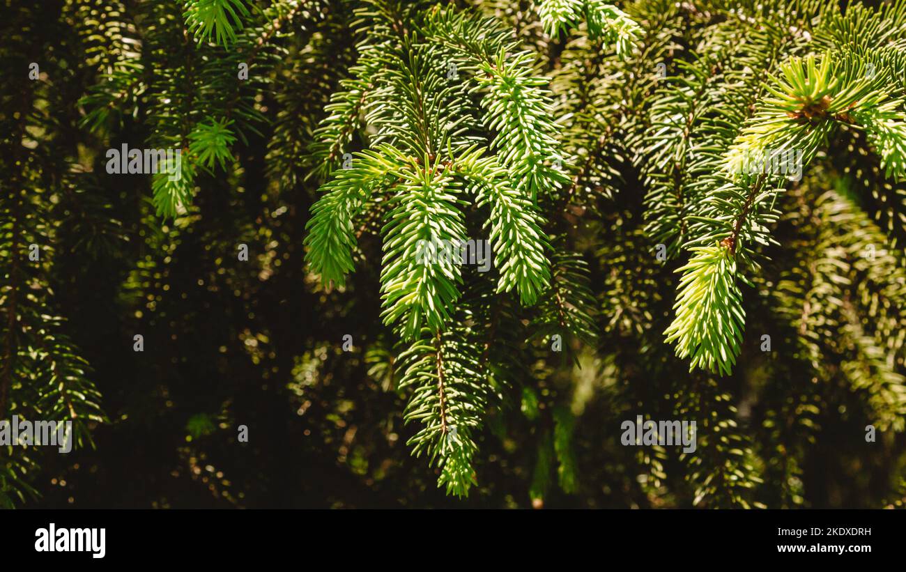Creative layout made of Christmas tree branches. Flat lay. Nature New ...