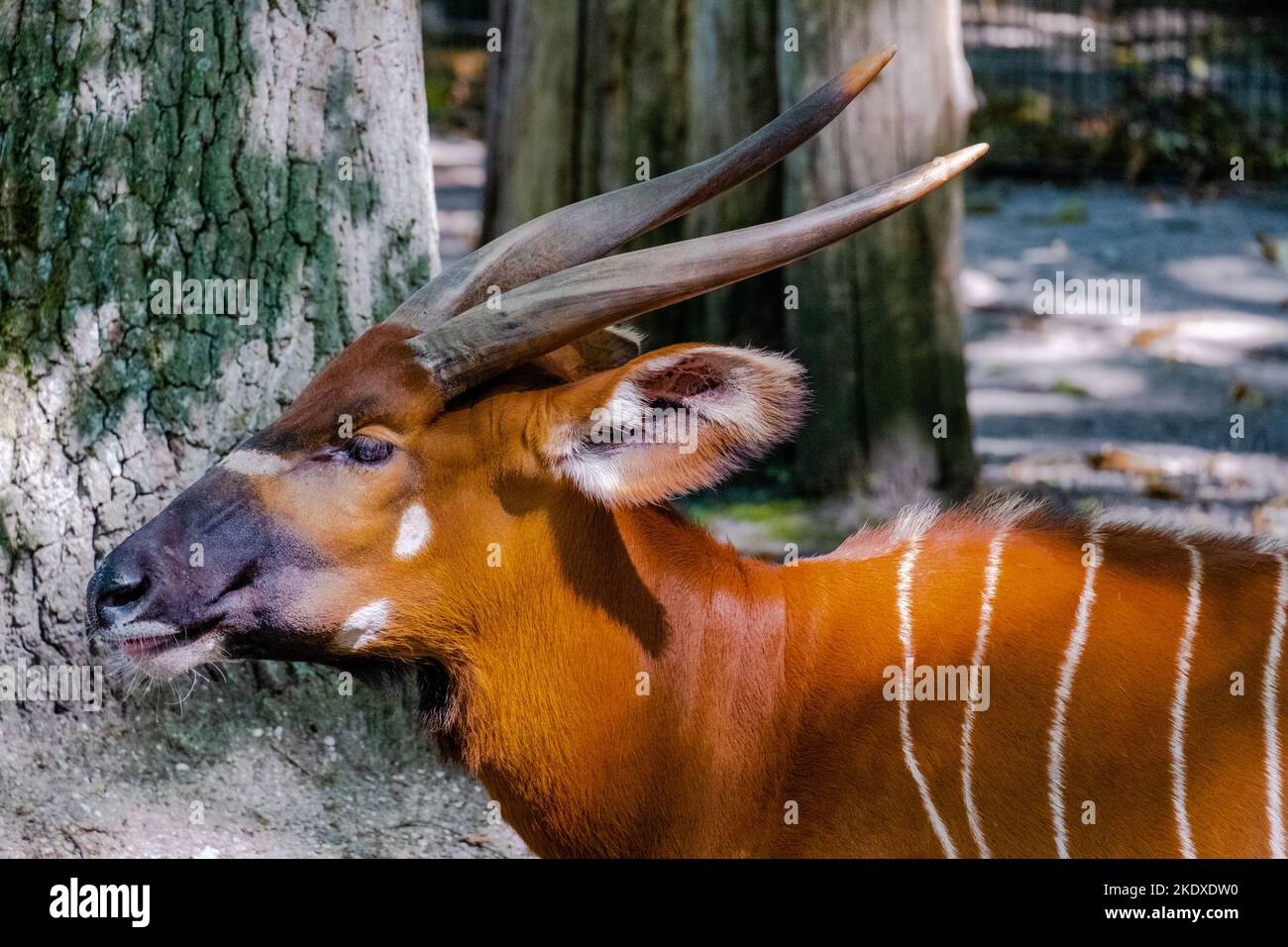 antelope on the ground in zoo. african animals Stock Photo - Alamy