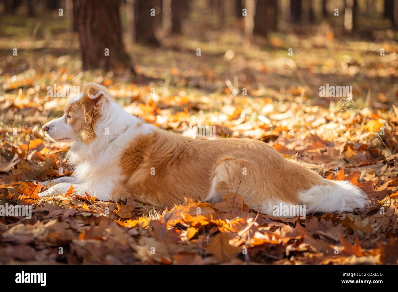 Dog in forest border collie hi-res stock photography and images - Alamy