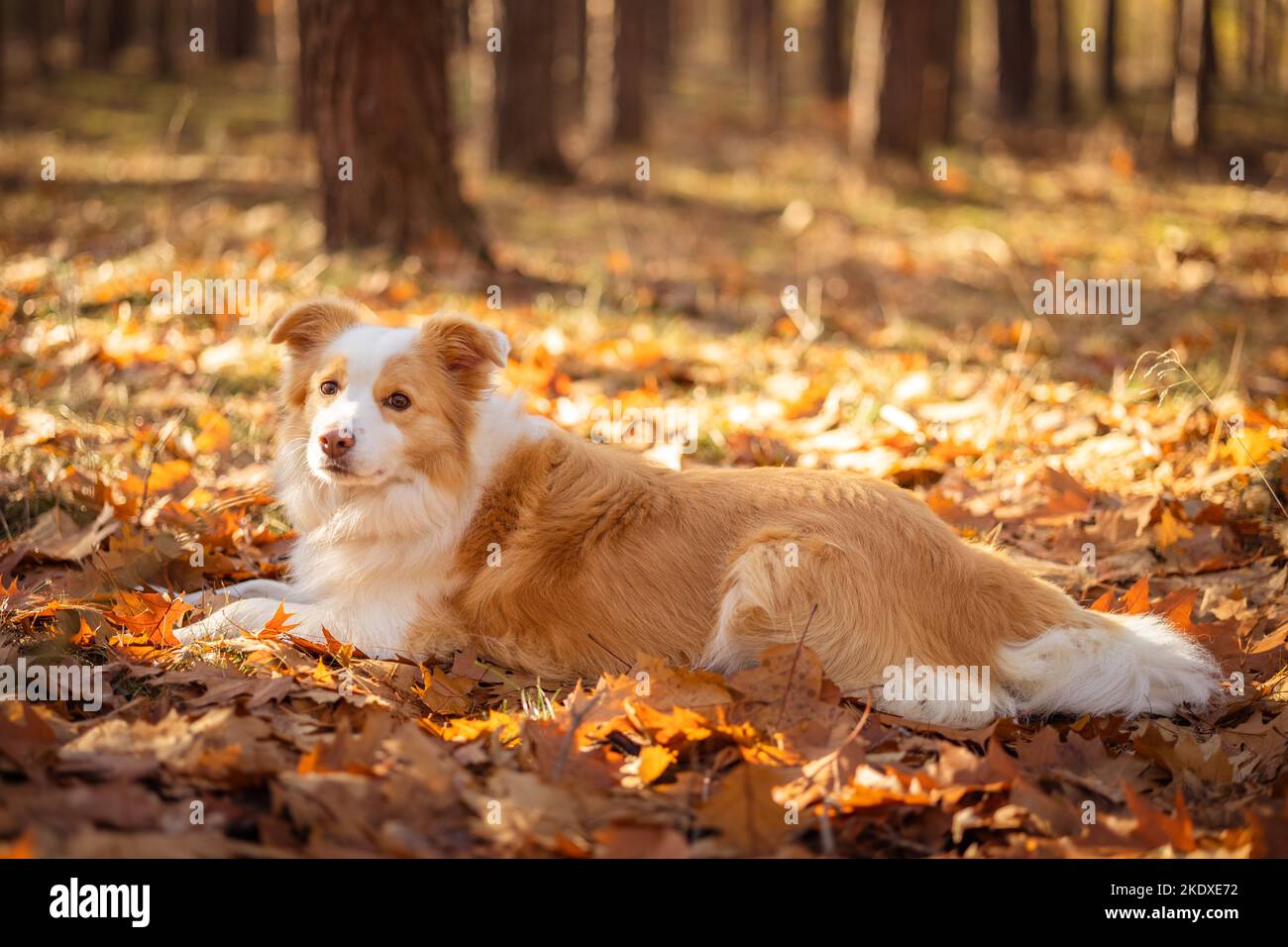Border collie dog in the autumn forest Stock Photo - Alamy