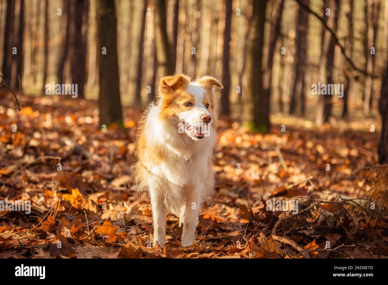 Border collie dog in the autumn forest Stock Photo - Alamy