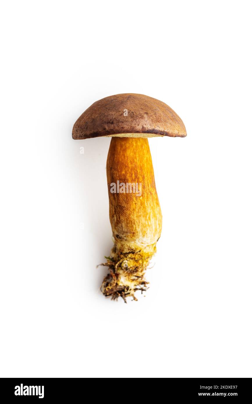 Porcini mushroom on moss Cut Out Stock Images & Pictures - Alamy