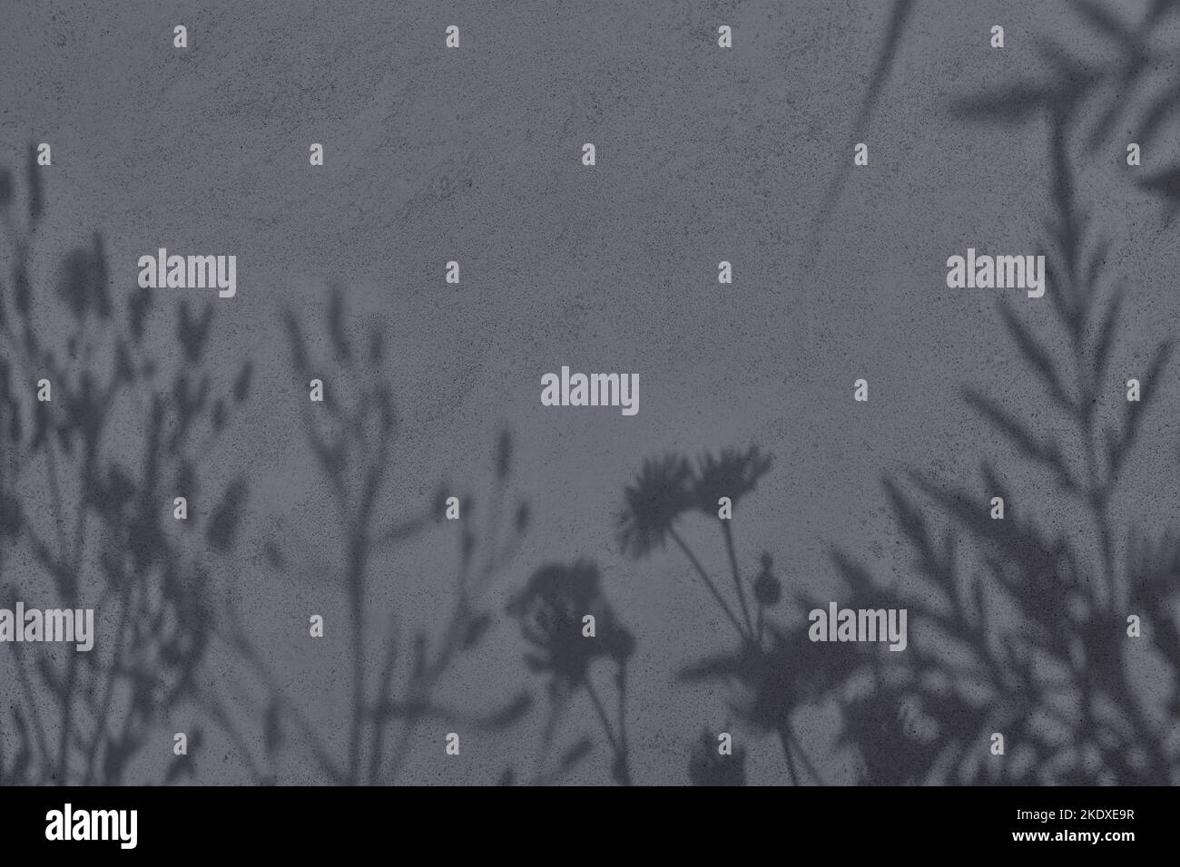 Gray background flower hi-res stock photography and images - Alamy