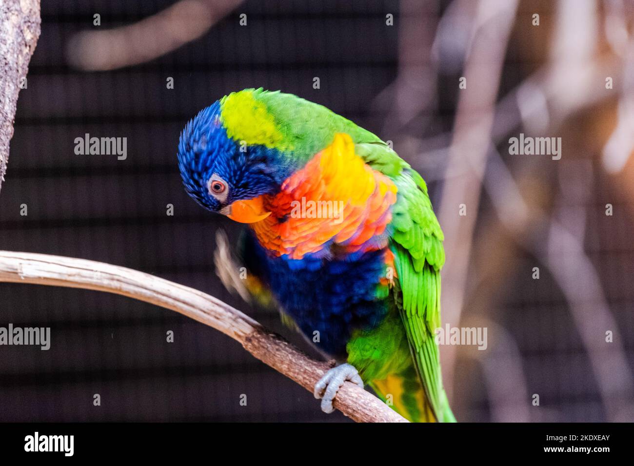 colorful parrot macaw at local zoo. exotic birds Stock Photo - Alamy