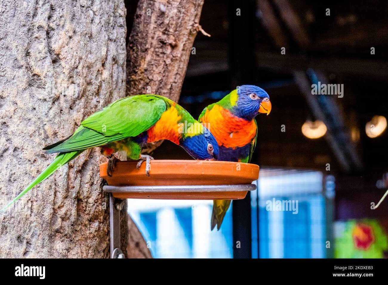 colorful parrot macaw at local zoo. exotic birds Stock Photo - Alamy