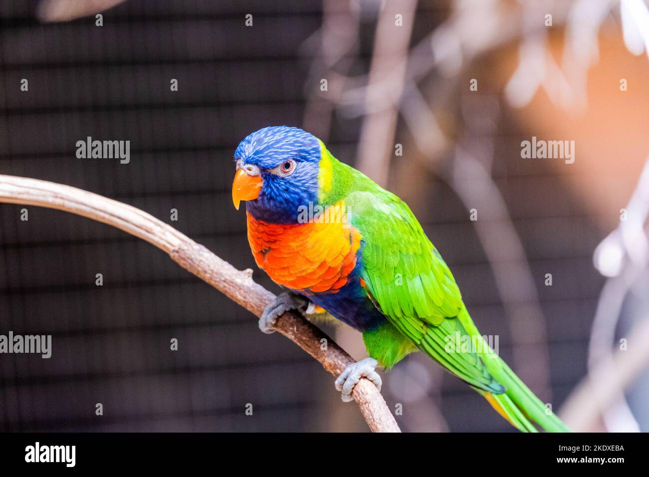 colorful parrot macaw at local zoo. exotic birds Stock Photo - Alamy