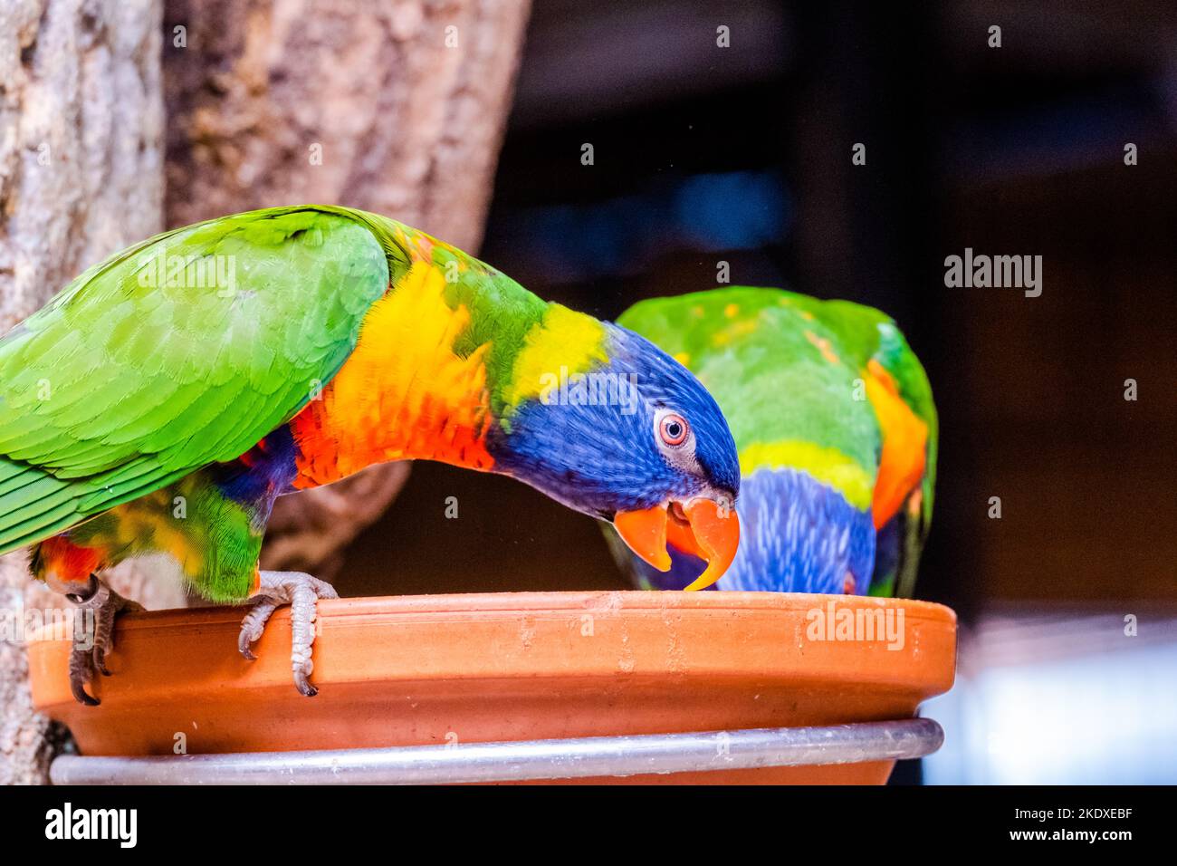 colorful parrot macaw at local zoo. exotic birds Stock Photo - Alamy