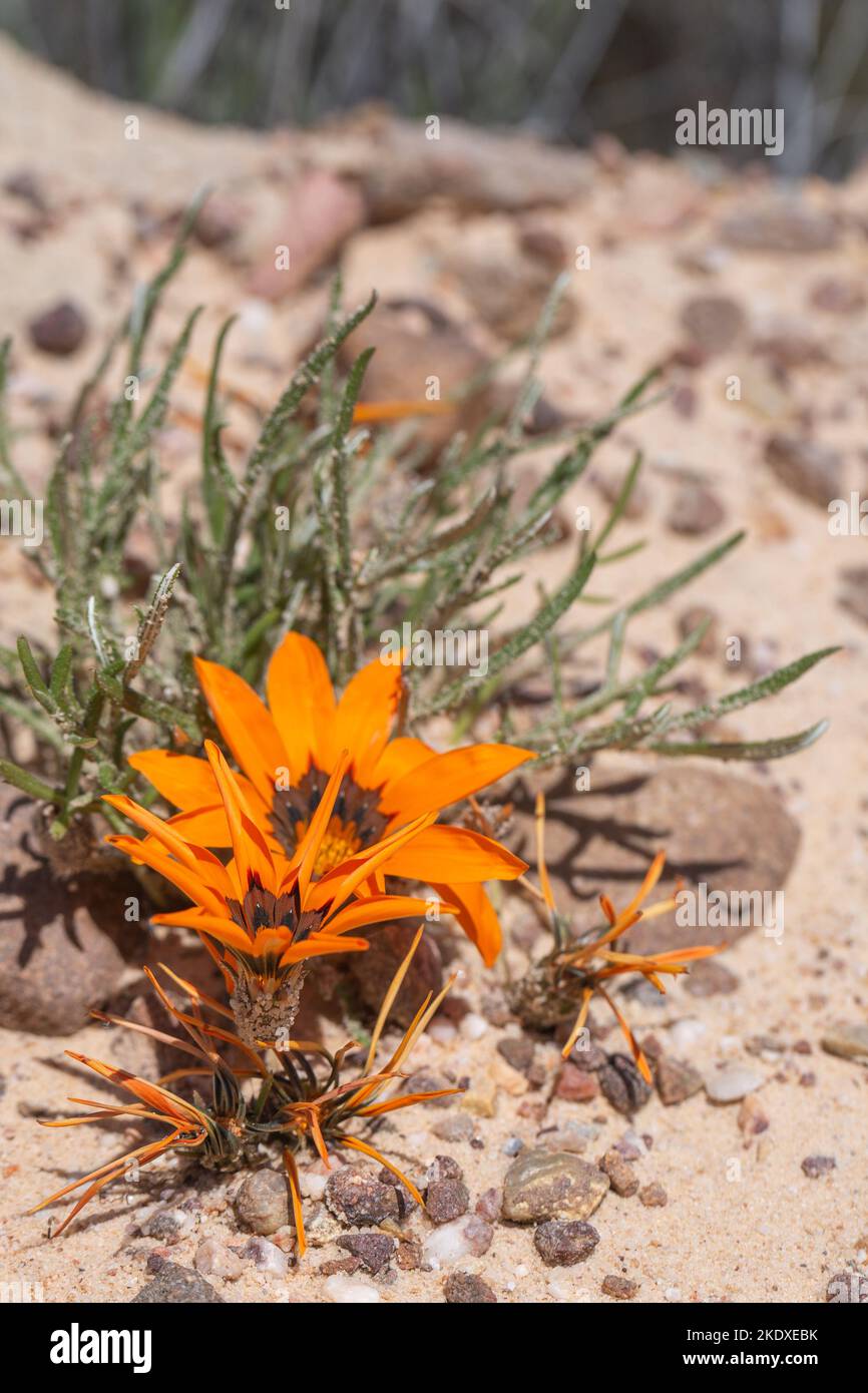 South African Wildflower: Orange flower of a Gazania in the Cederberg ...