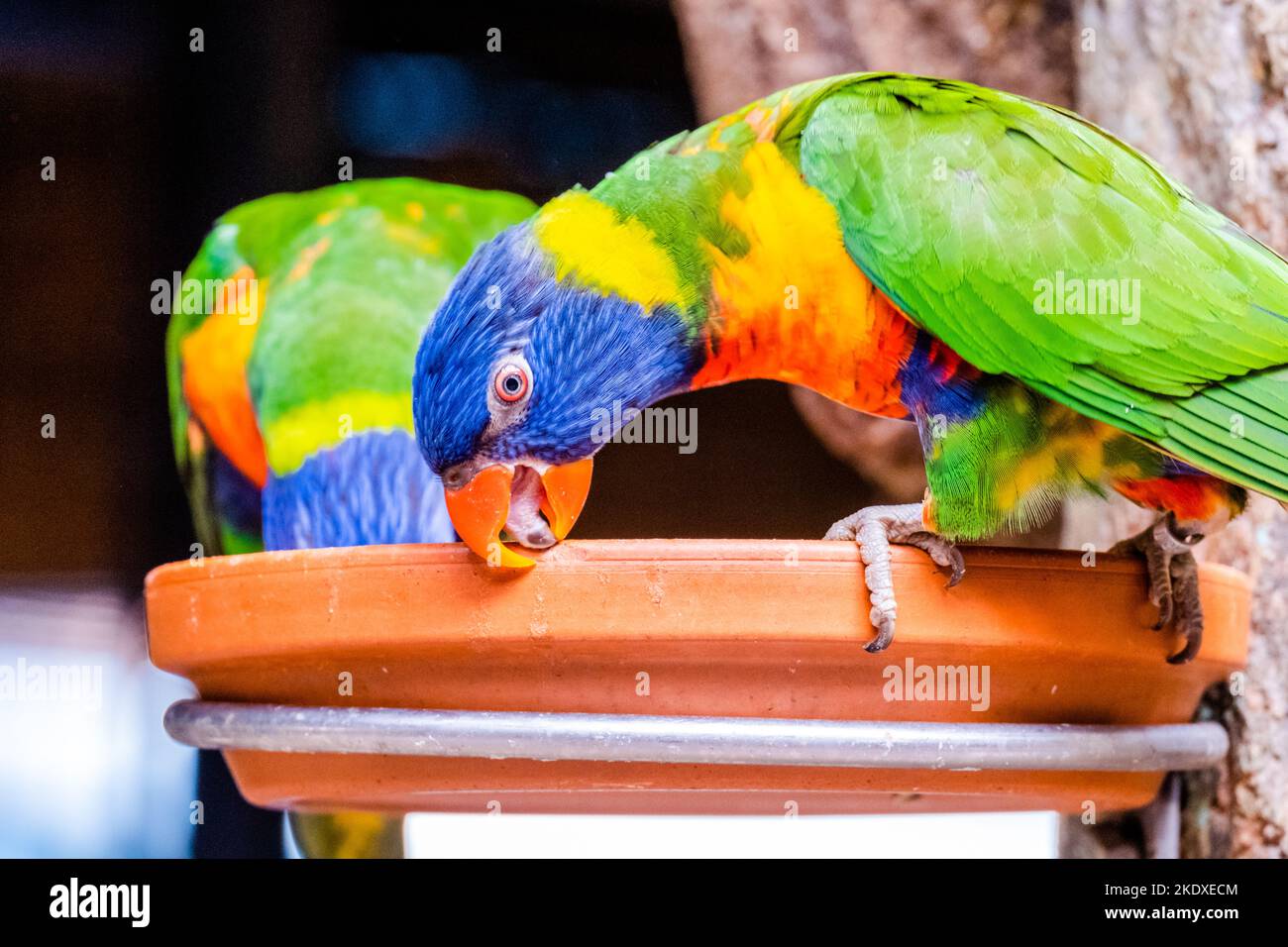 colorful parrot macaw at local zoo. exotic birds Stock Photo - Alamy