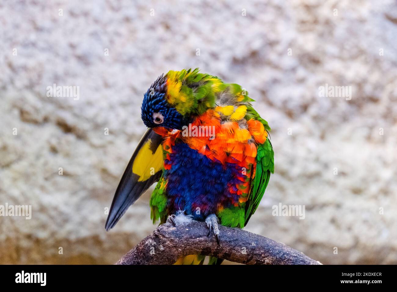 colorful parrot macaw at local zoo. exotic birds Stock Photo - Alamy