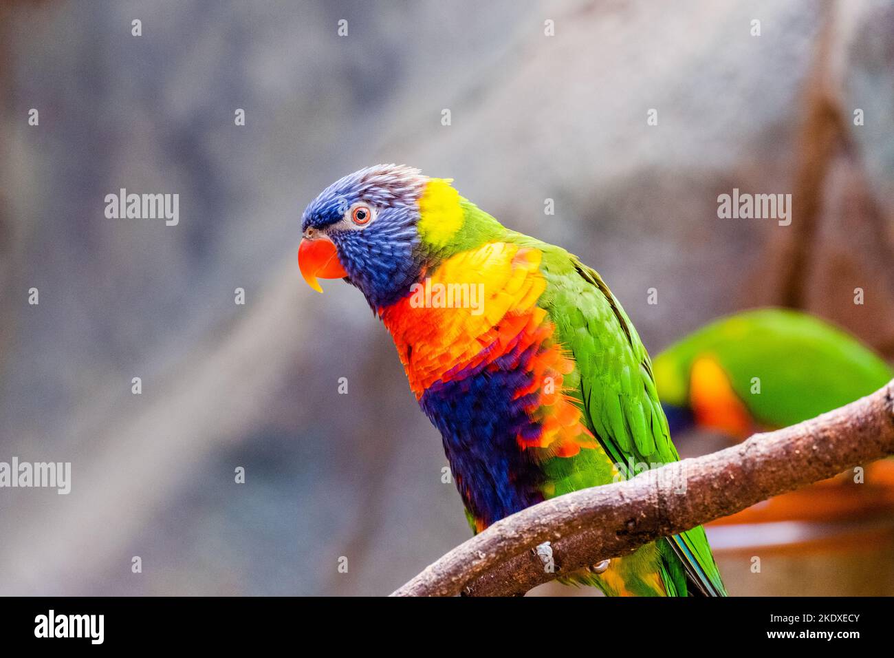 colorful parrot macaw at local zoo. exotic birds Stock Photo - Alamy