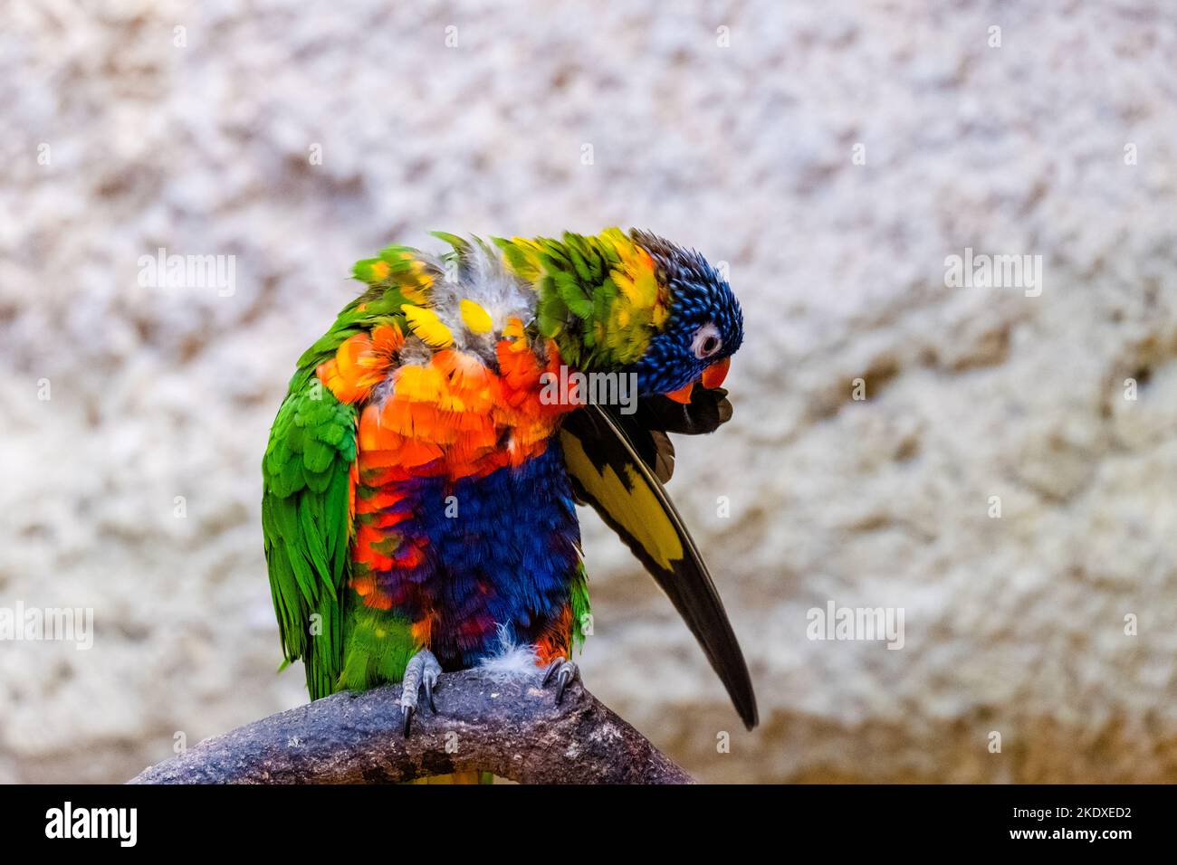 colorful parrot macaw at local zoo. exotic birds Stock Photo - Alamy