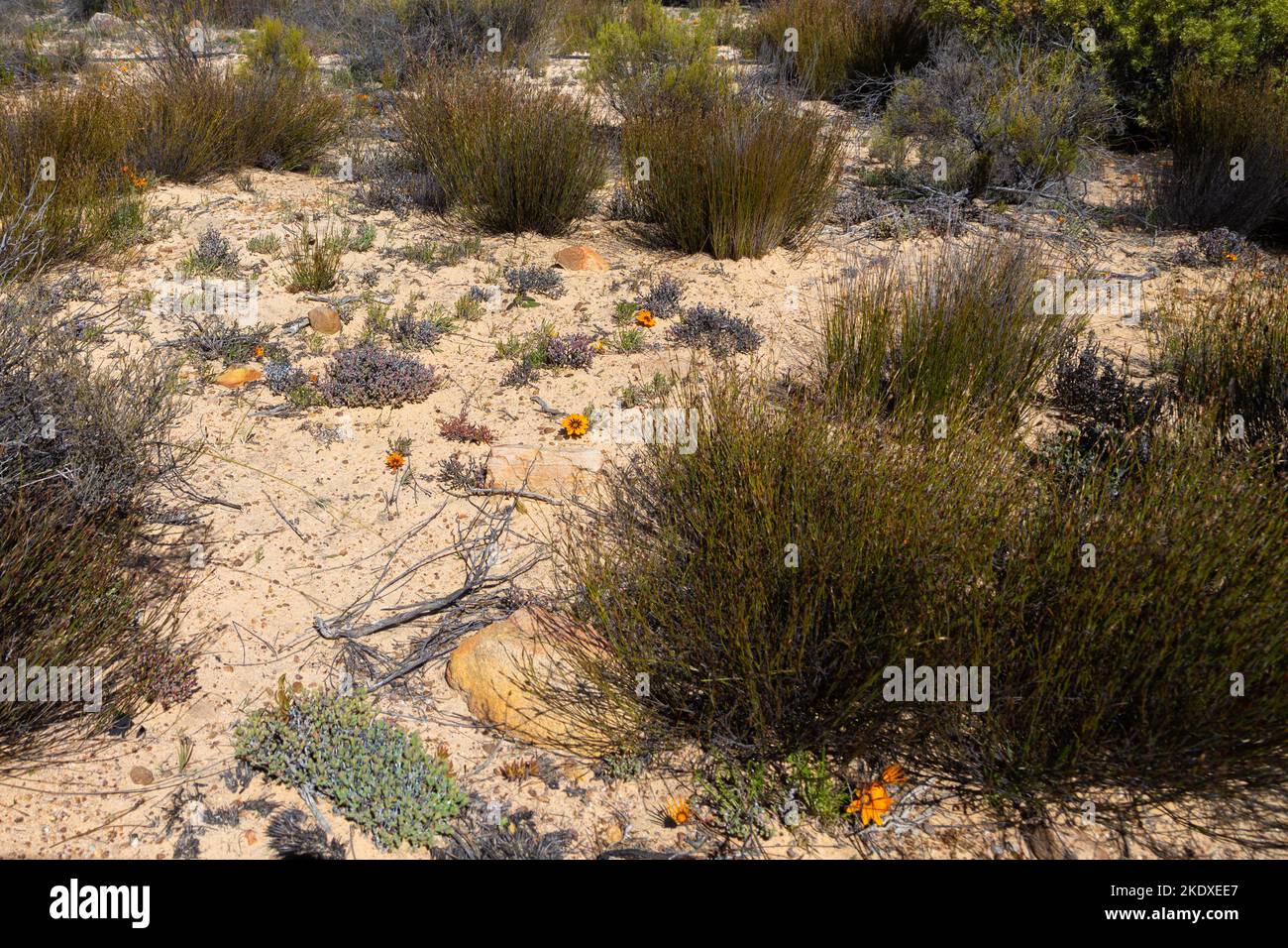 sandy habitat in the Cederberg Mountains in the Western Cape of South ...