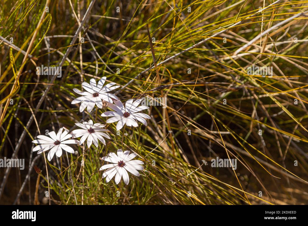 White flower of a Daisy in the Cederberg Mountains Stock Photo - Alamy