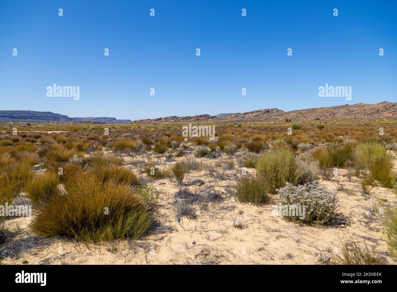 Overview of the sandy landscape in the Cederberg Mountains with some ...