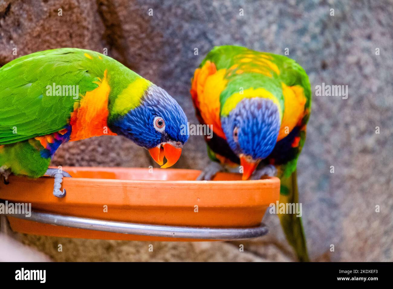colorful parrot macaw at local zoo. exotic birds Stock Photo - Alamy