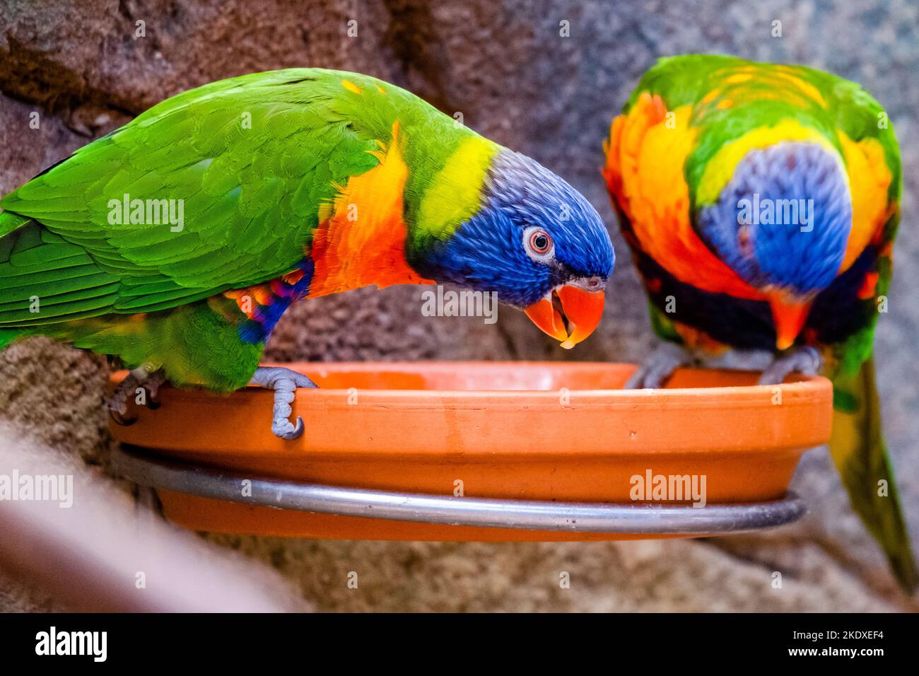colorful parrot macaw at local zoo. exotic birds Stock Photo - Alamy