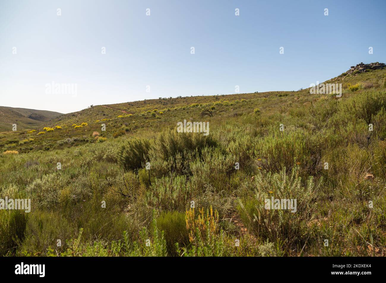 hilly landscape wirh green bushes and blue sky in the northern ...