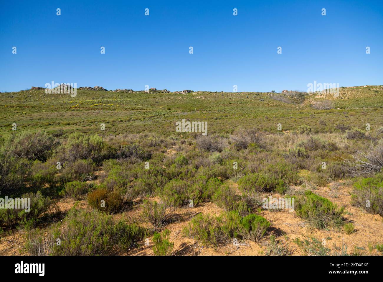 Panorama of the landscape in the northern Cederberg Mountains Stock ...