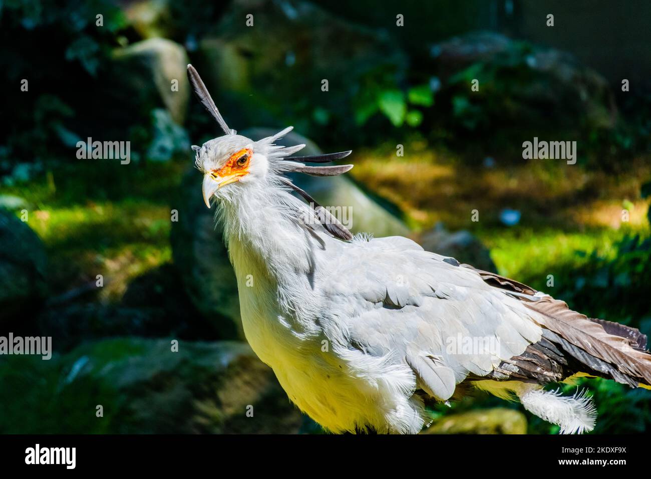 Secretarybird close-up head shot.birds in local zoo Stock Photo - Alamy