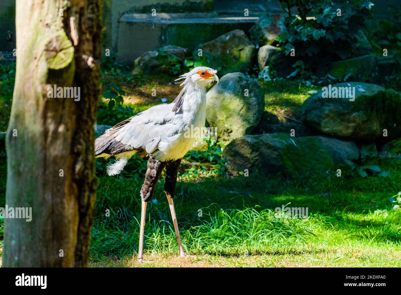 Secretarybird close-up head shot.birds in local zoo Stock Photo - Alamy
