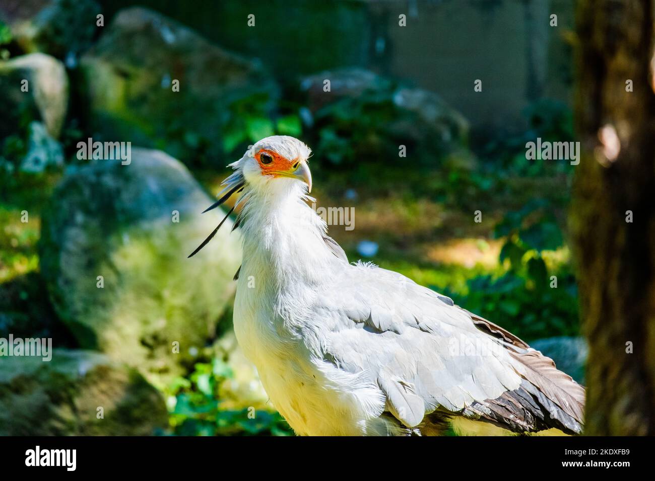 Secretarybird close-up head shot.birds in local zoo Stock Photo - Alamy