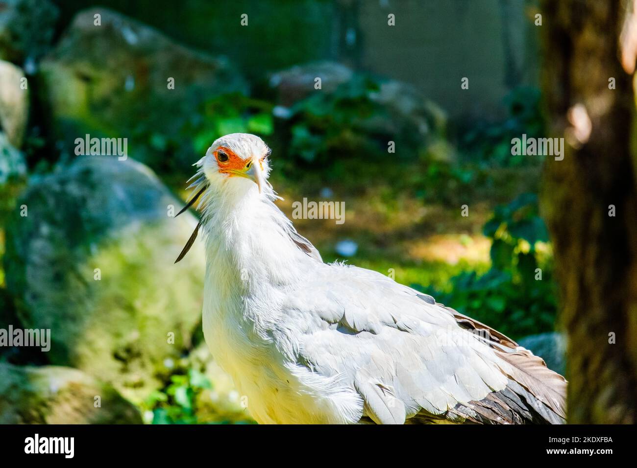 Secretarybird close-up head shot.birds in local zoo Stock Photo - Alamy
