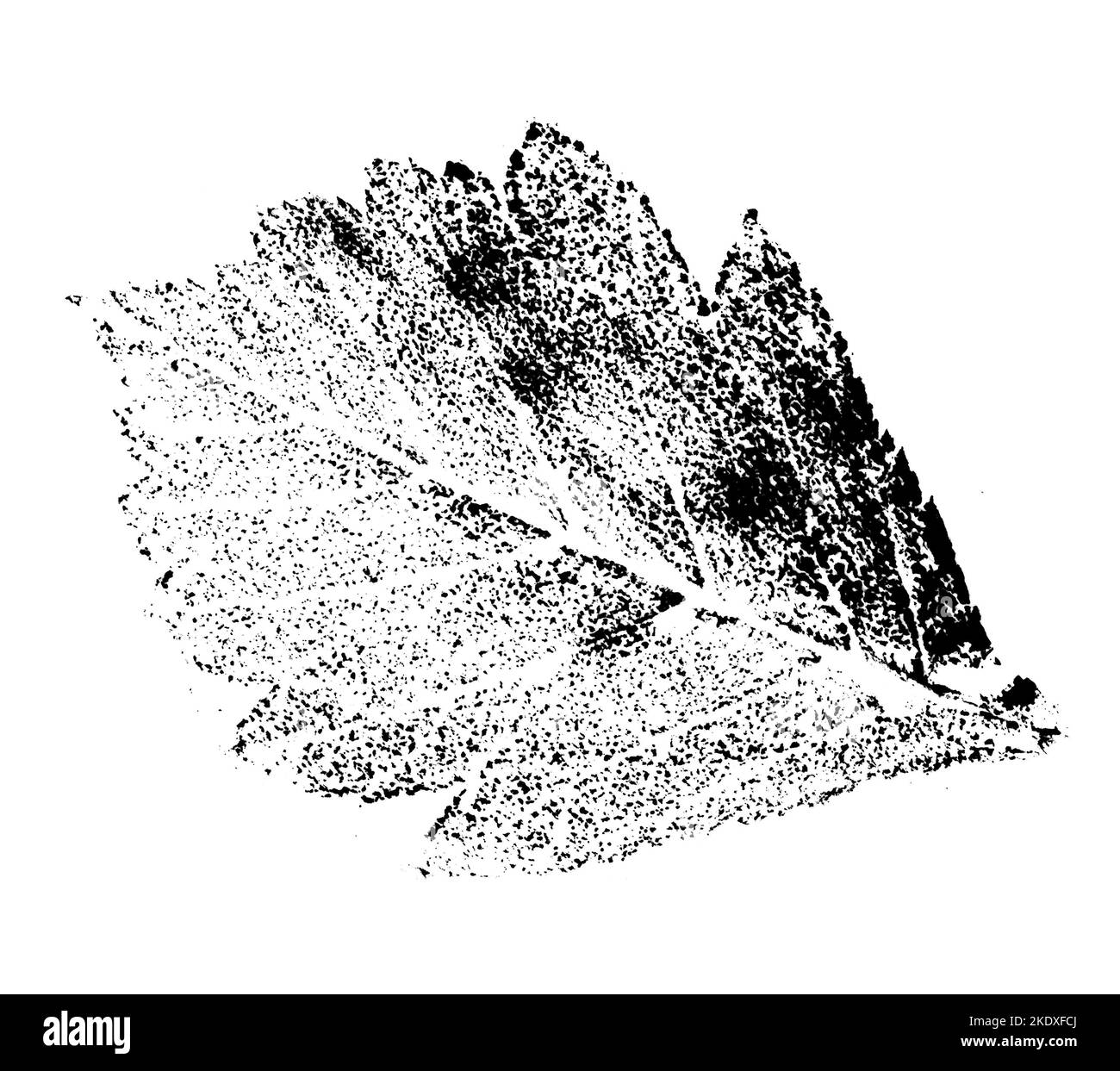 Leaf print with ink.. For designs about nature, plants, life. Black ...