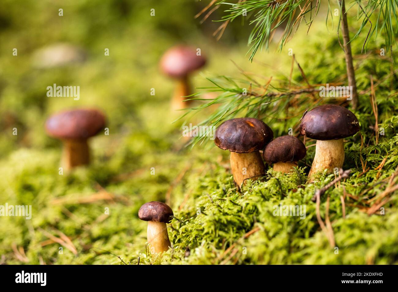 There are a lot of mushrooms lying in the forest on green moss. A lot ...